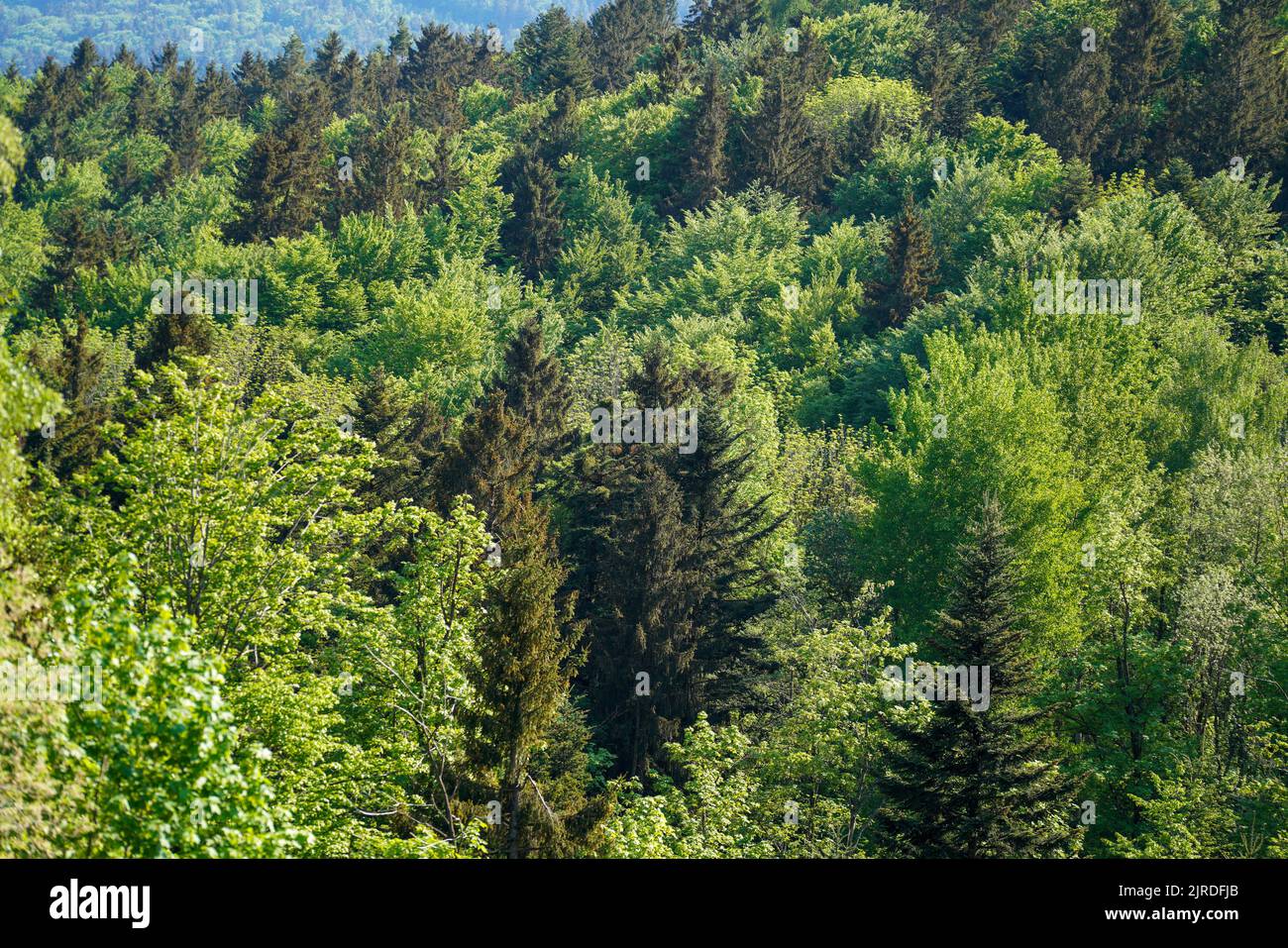 German forest photographed in Bavaria Nature Park Stock Photo - Alamy