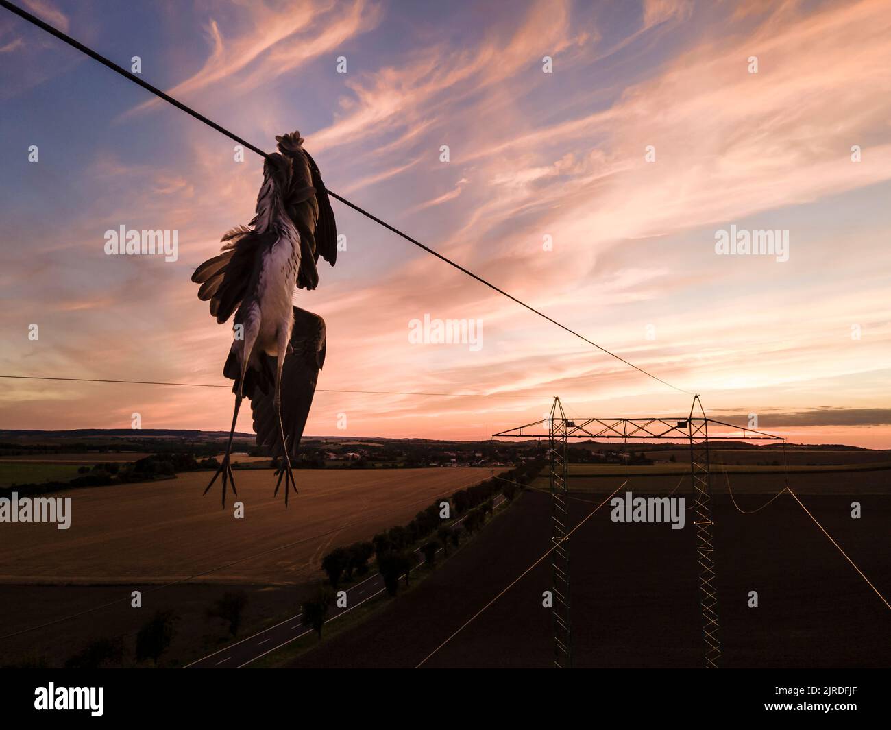Closeup dead egret bird grey heron (Ardea cinerea) after collision with ...