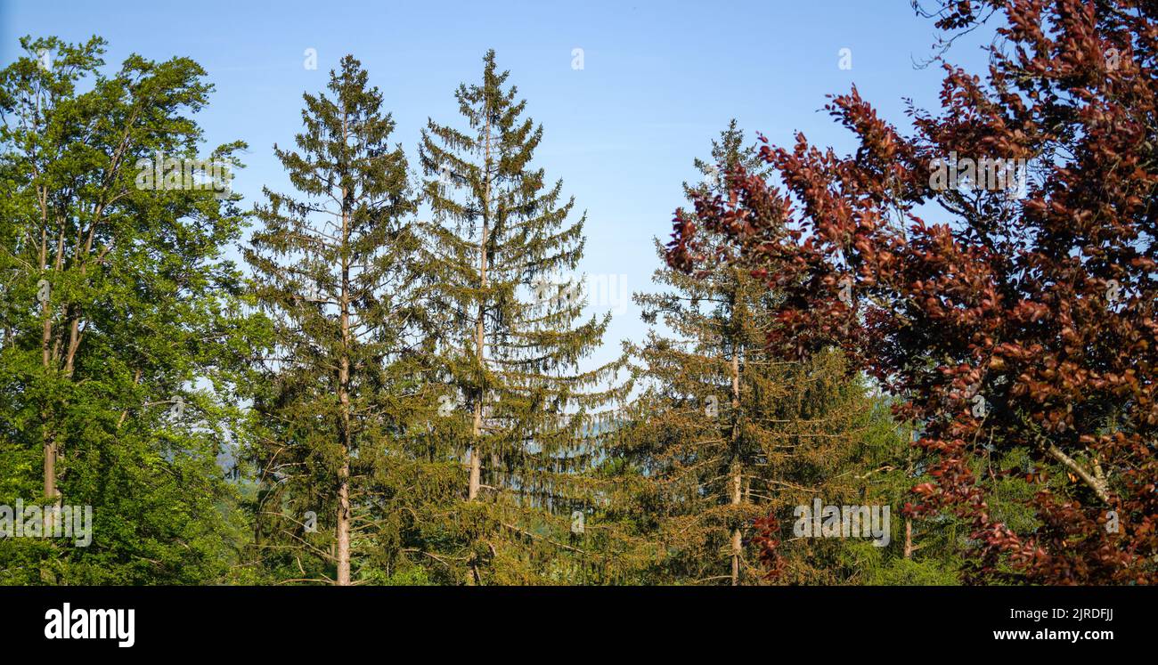 German forest photographed in Bavaria Nature Park Stock Photo - Alamy