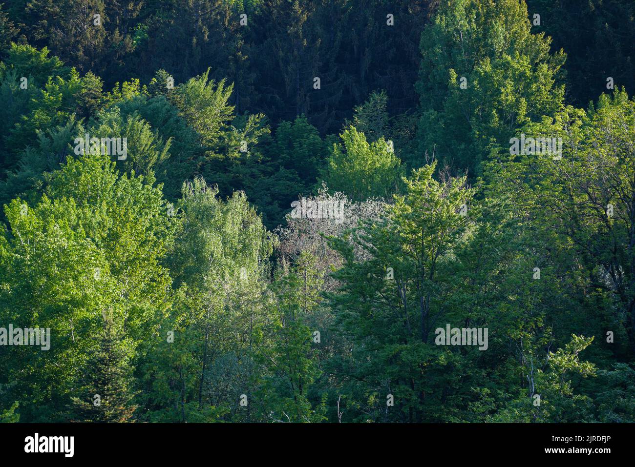 German forest photographed in Bavaria Nature Park Stock Photo - Alamy