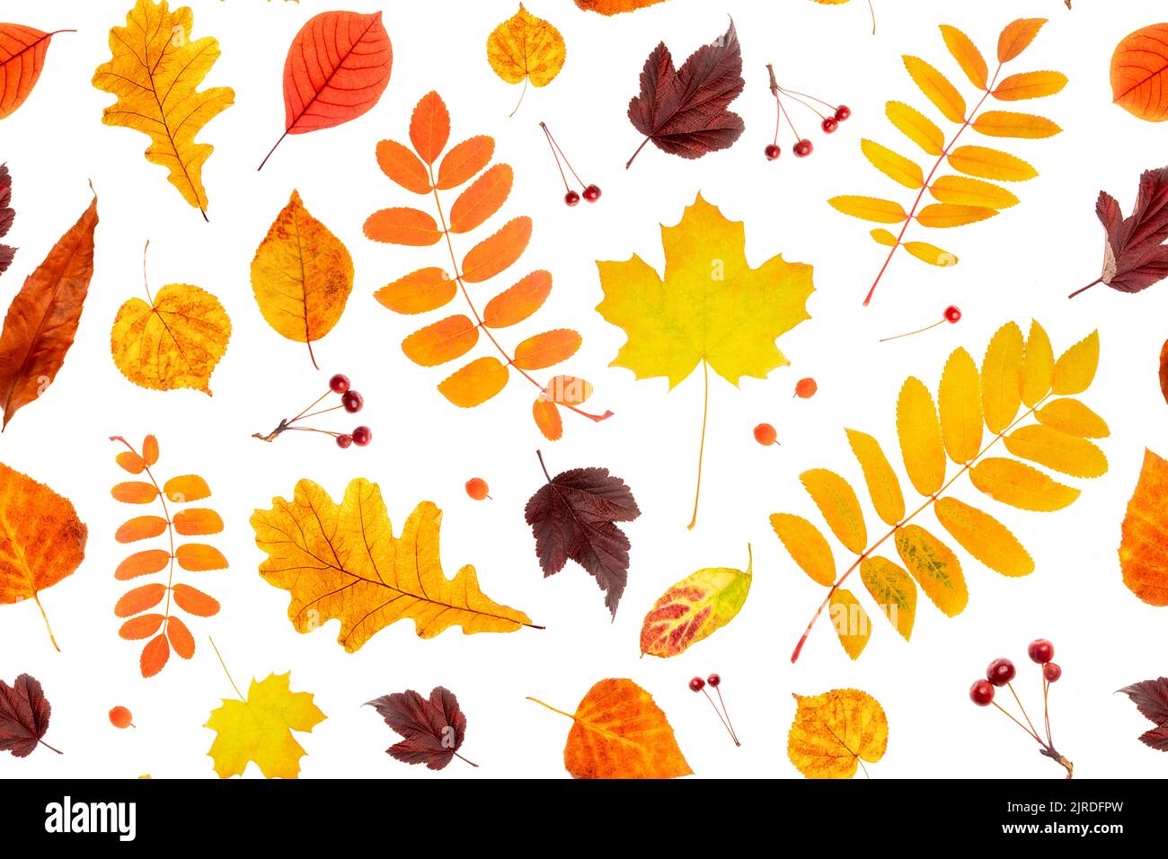 Seamless pattern of natural autumn leaves on a white background, as a ...