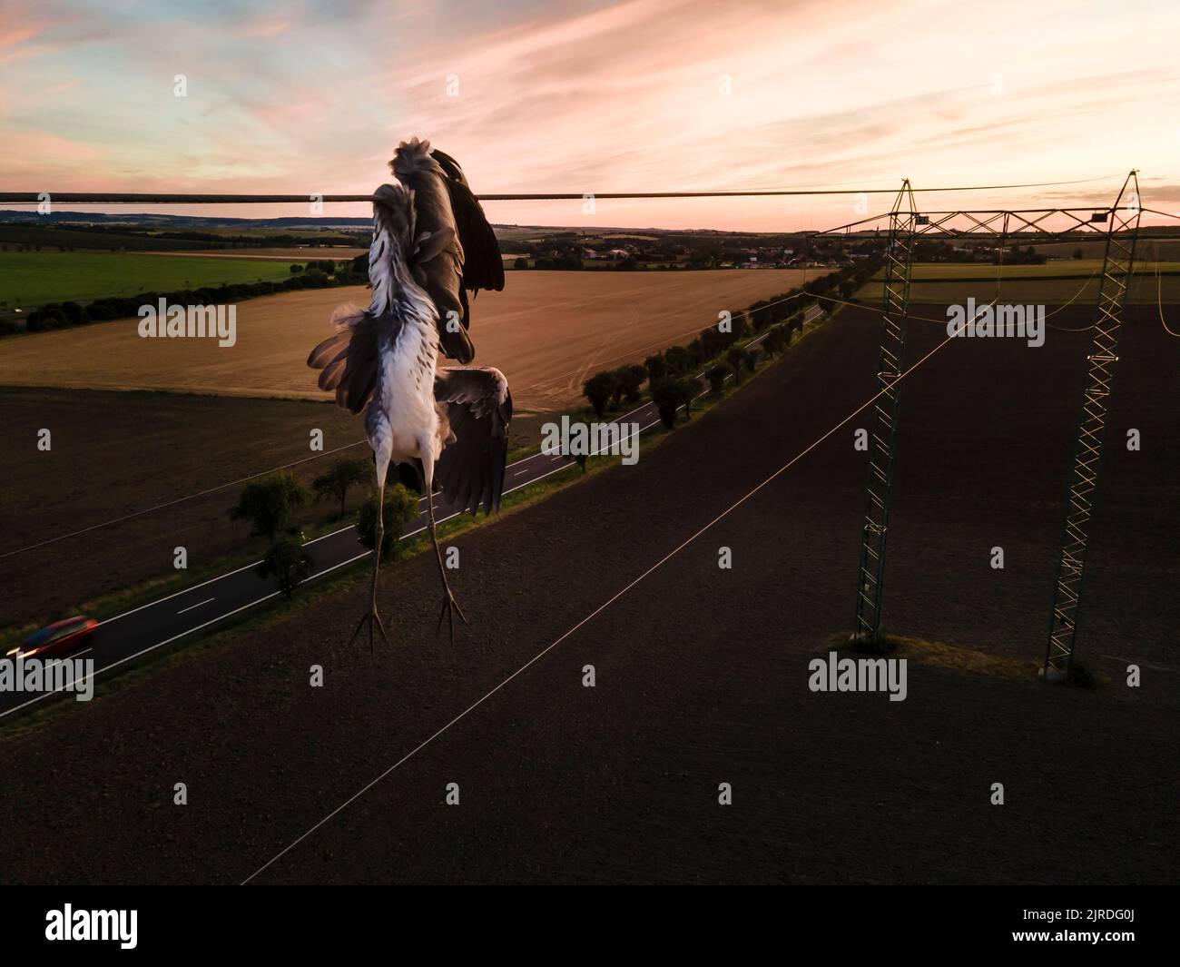 Closeup dead egret bird grey heron (Ardea cinerea) after collision with ...