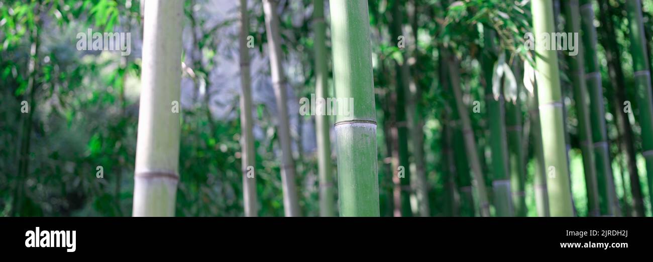 Green trunks of tropical plant bamboo background closeup Stock Photo ...