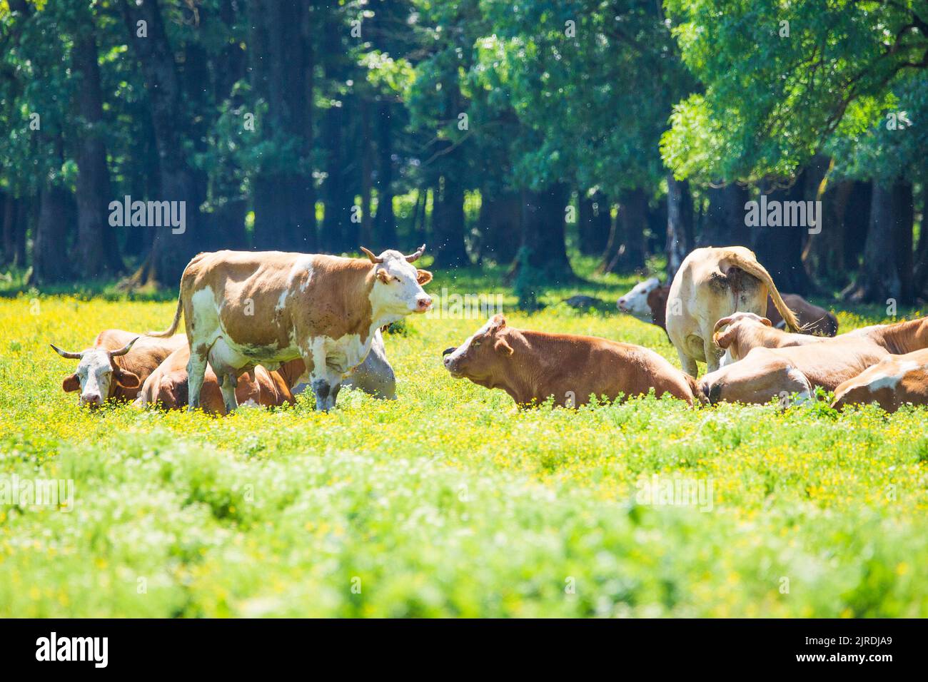 Lazy cows on pasture in nature park Lonjsko polje, Croatia Stock Photo ...
