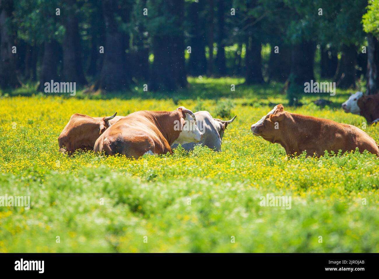 Lazy cows on pasture in nature park Lonjsko polje, Croatia Stock Photo ...