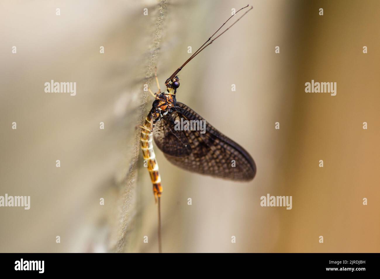 Mayflies on wood, Ephemeroptera, macro photography, shallow debth of ...