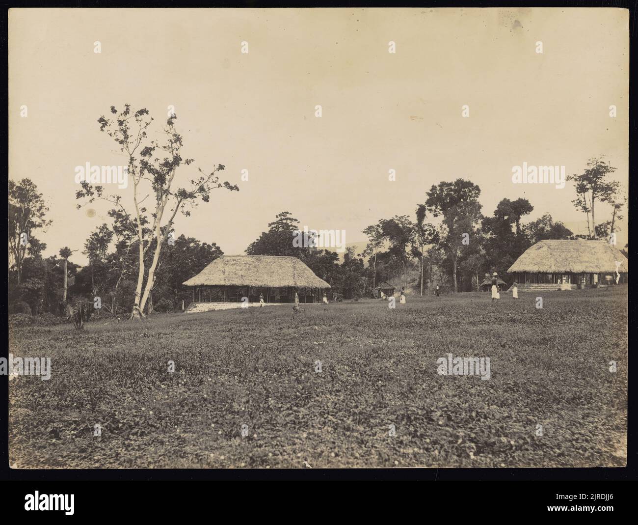 Early picture of avele early picture of avele hi-res stock photography ...