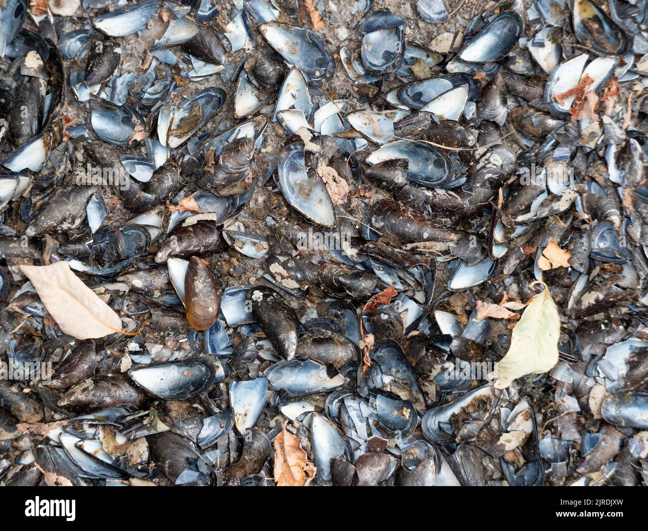 Empty mussel shells dumped somewhere by people in the wild Stock Photo ...