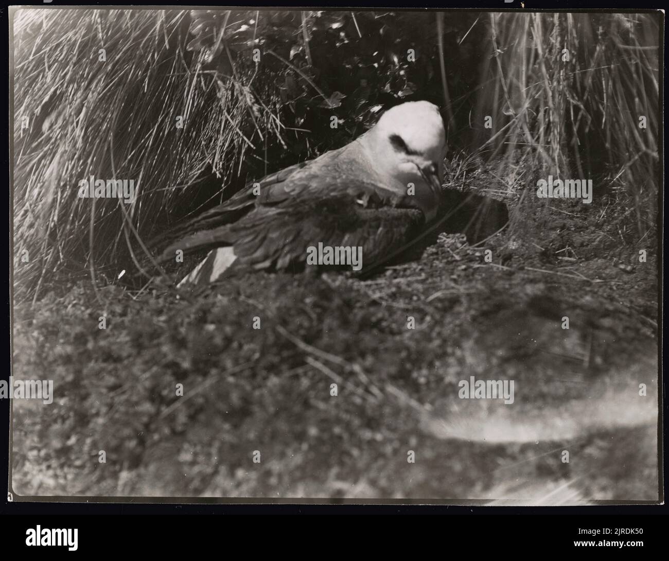 White-headed Petrel, 05 November 1943, Auckland Islands, by Sir Robert ...