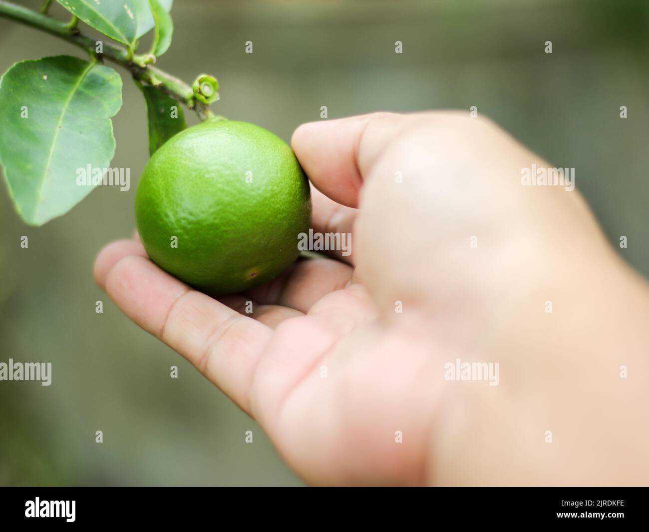 Hand catching leaf hi-res stock photography and images - Alamy