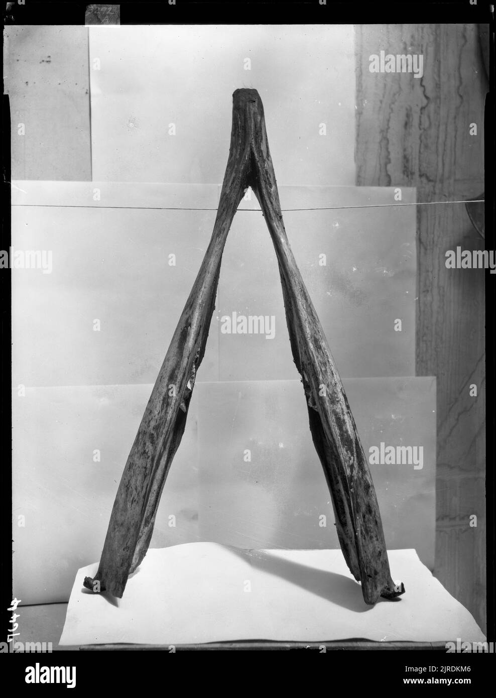 Lower whale jaw (Ziphius cavirostris), 1912 - 1926, by James McDonald ...