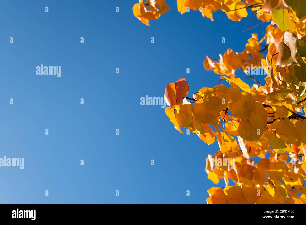 Autumn leaves blue sky. Autumn apricot leaves on a clear sky background ...