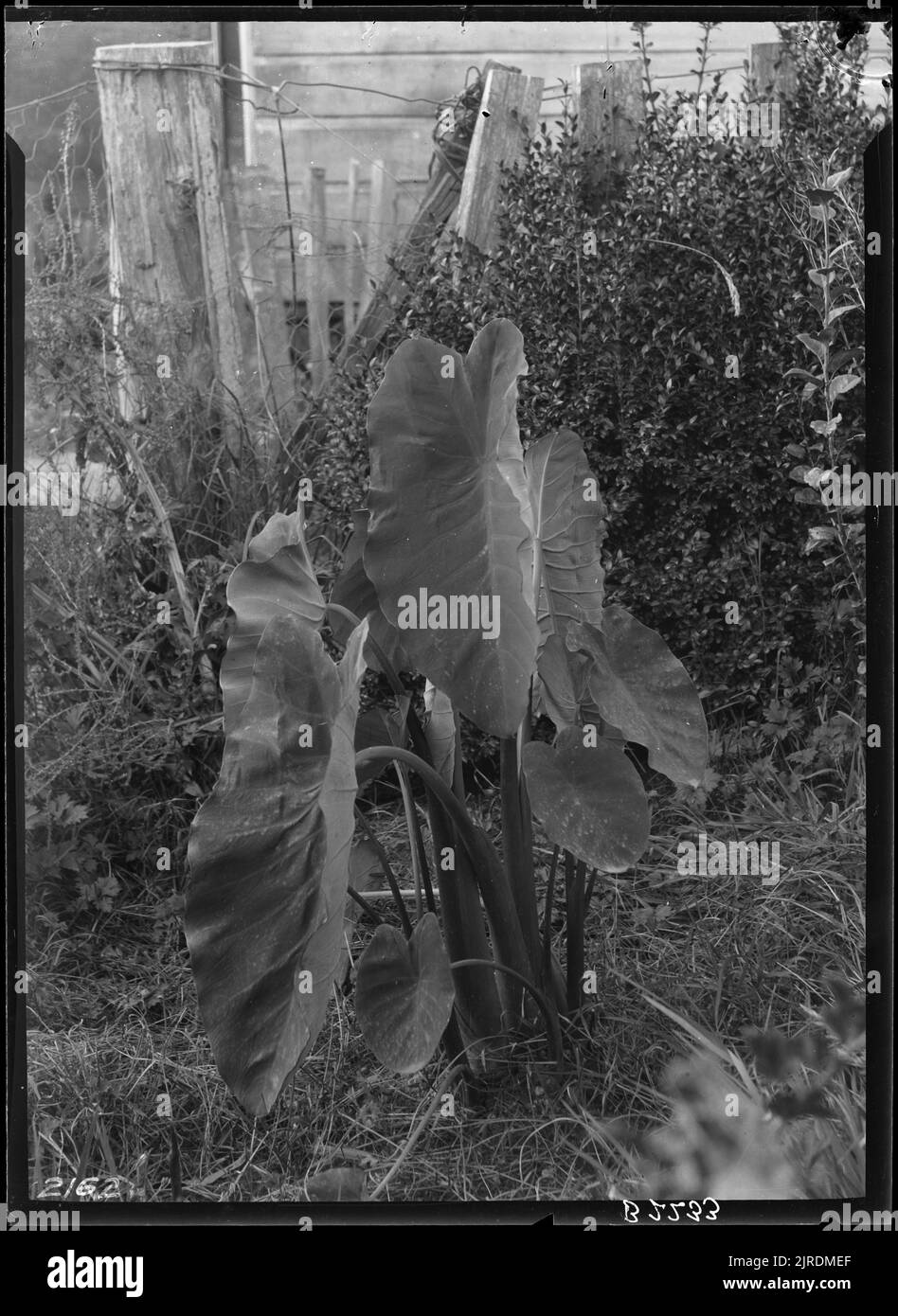 Colocasia antiquorum hi-res stock photography and images - Alamy