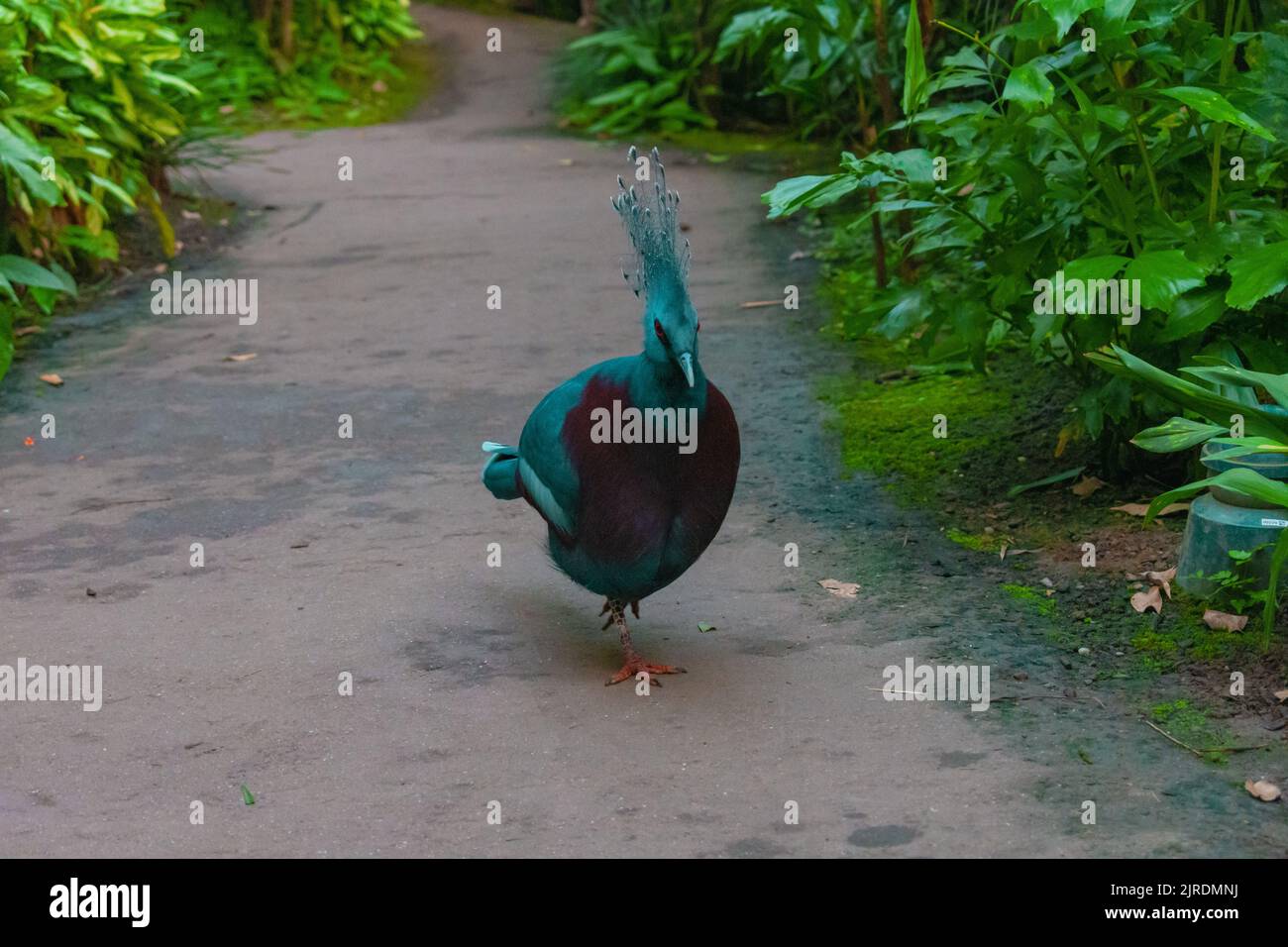 Colorful Blue Bird Walking On The Way Stock Photo - Alamy
