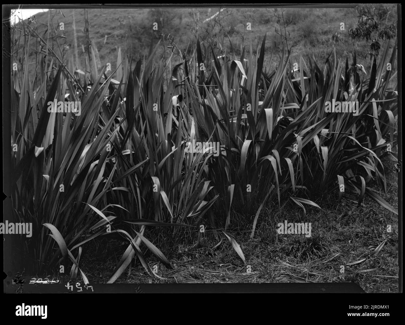 Phormium tenax or Harakeke (flax), 1921, by James McDonald Stock Photo ...