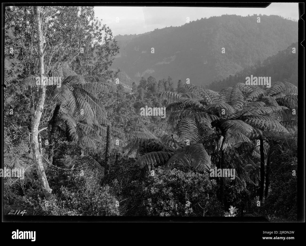 Punga Black and White Stock Photos & Images - Alamy