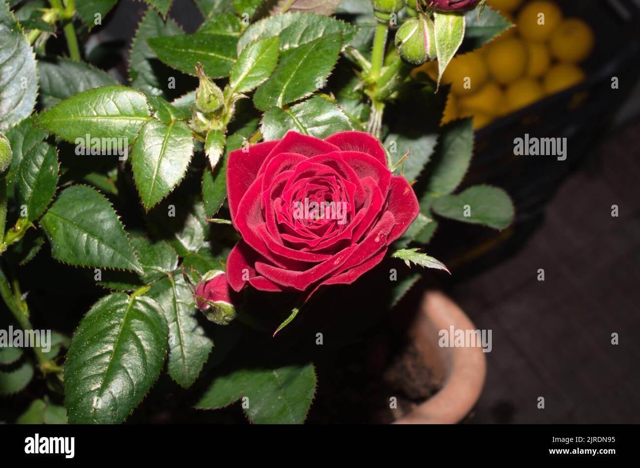 Pianta di rose hi-res stock photography and images - Alamy
