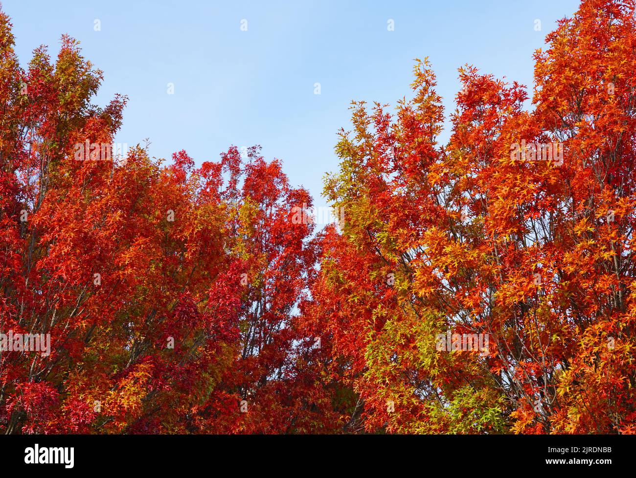 Colorful red and yellow autumn leaves on an oak tree Stock Photo - Alamy