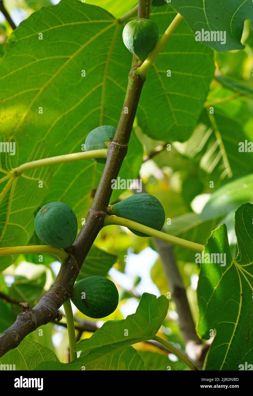 Fresh figs growing on a tree Stock Photo - Alamy