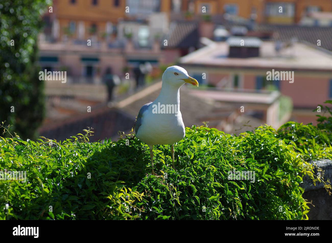 a front view seagull detailed portrait Stock Photo - Alamy
