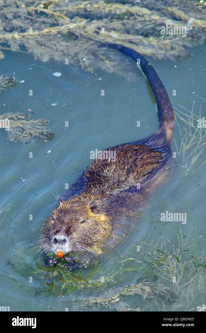 close up of a nutria swimming in the italian river Stock Photo - Alamy