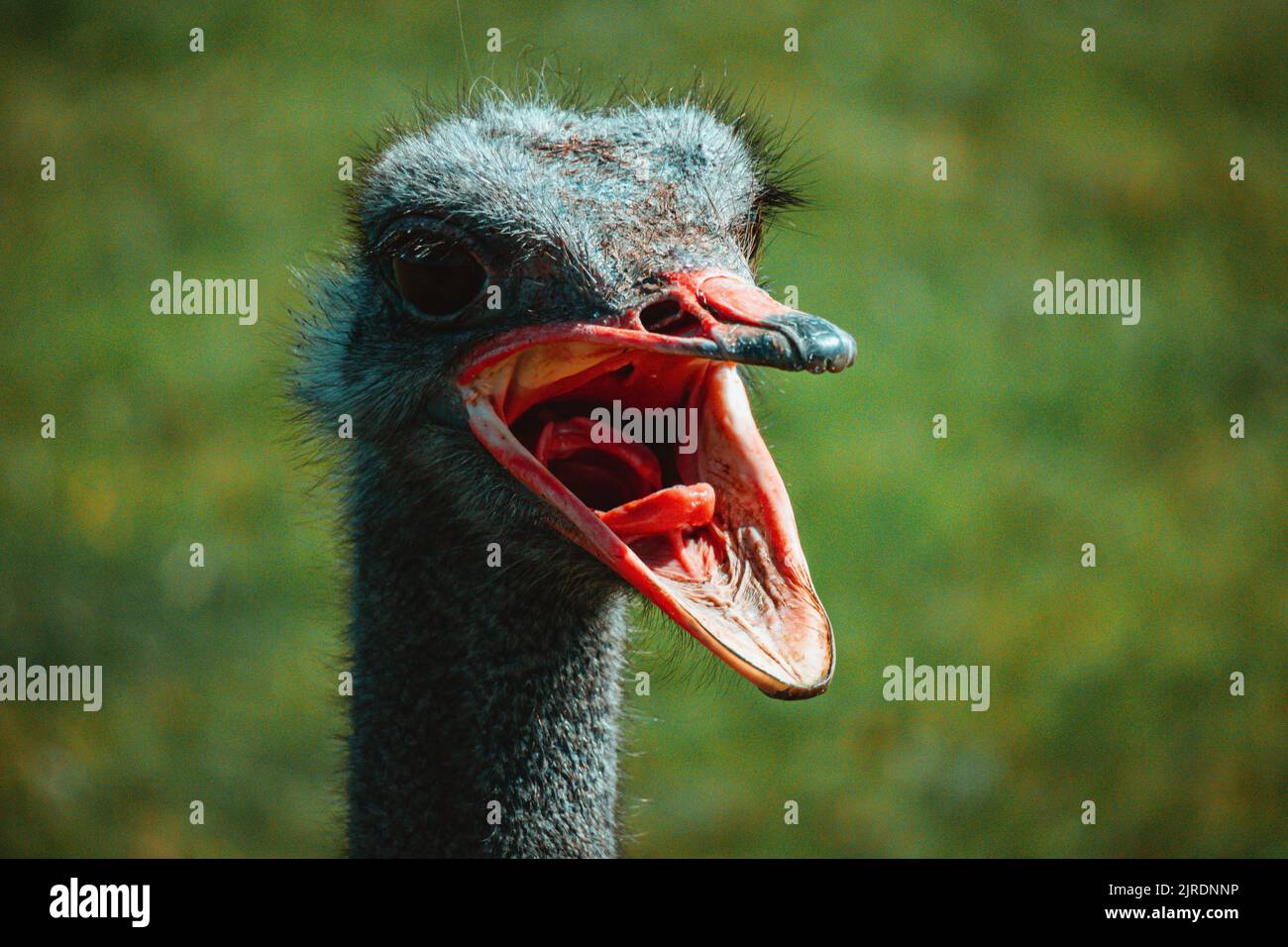 The face of an ostrich with mouth open wide against a blurred ...
