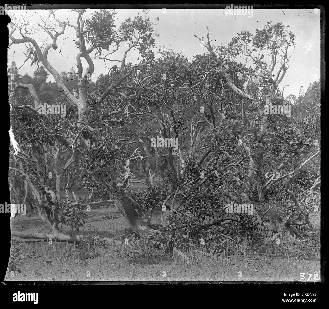 Interior of mangrove forest interior of mangrove forest hi-res stock ...