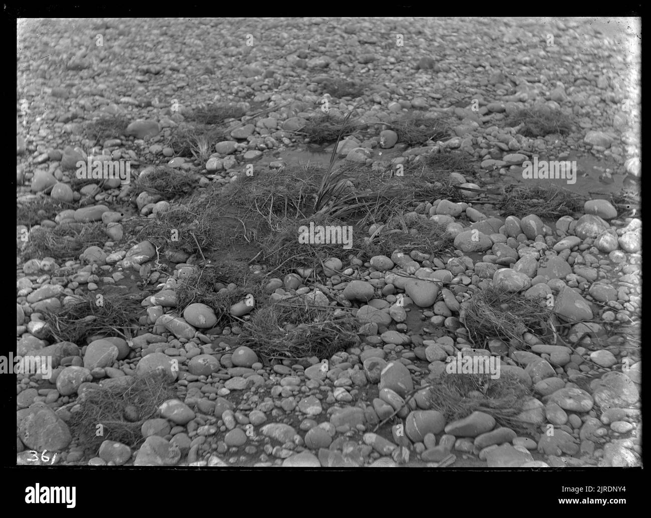 Nests with eggs of Larus bulleri, circa 1906, Rakaia, by Tom Iredale ...