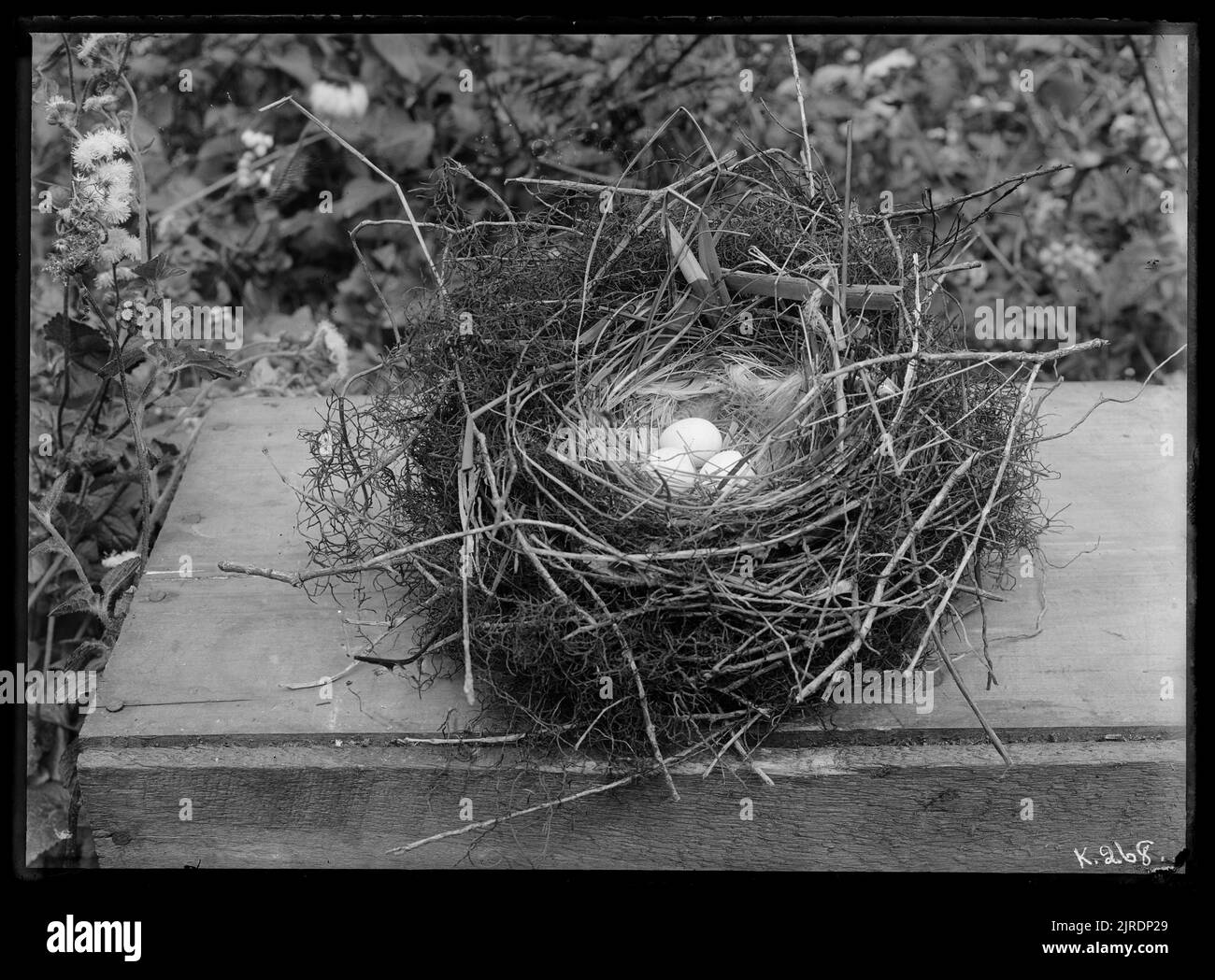 Tuis nest with three eggs tuis nest with three eggs hi-res stock ...