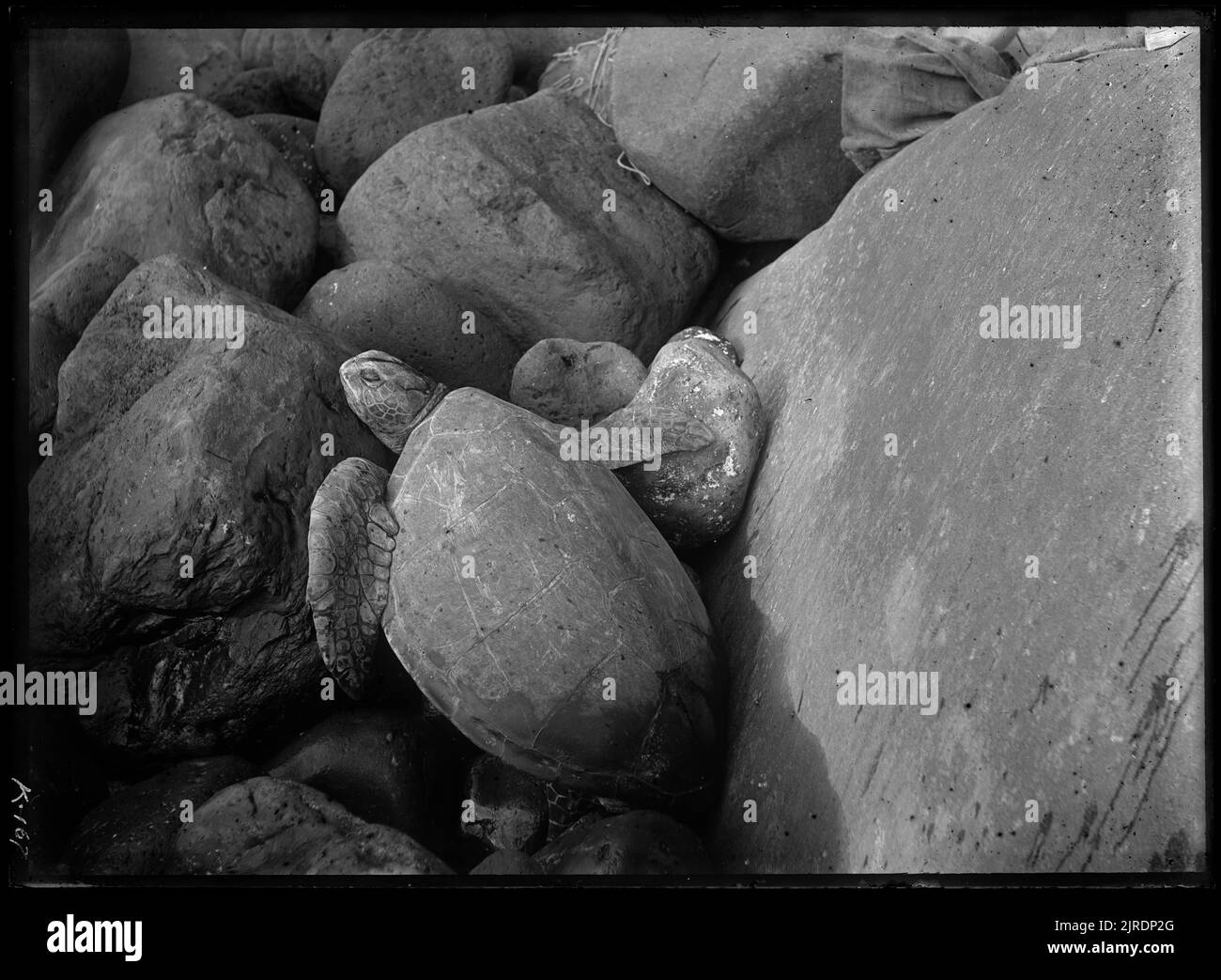 Green turtle lying on rocks hi-res stock photography and images - Alamy