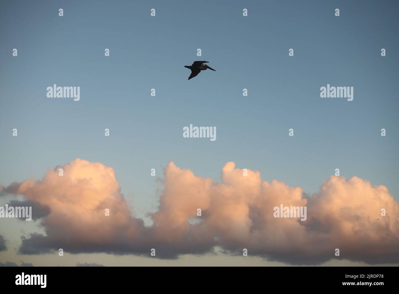 A bird flying freely in the sky with the background of astonishing ...