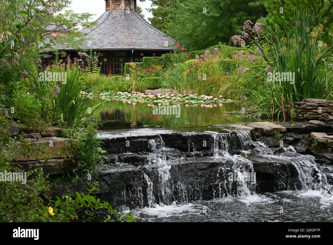 Cascade lilies hi-res stock photography and images - Alamy