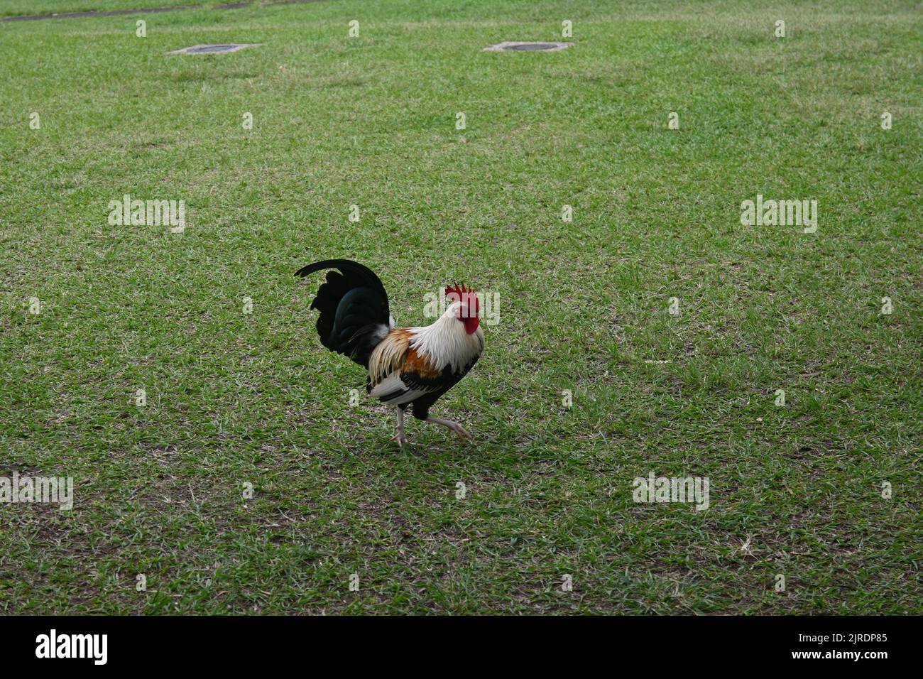 A single rooster walking in the meadow on the farm Stock Photo - Alamy