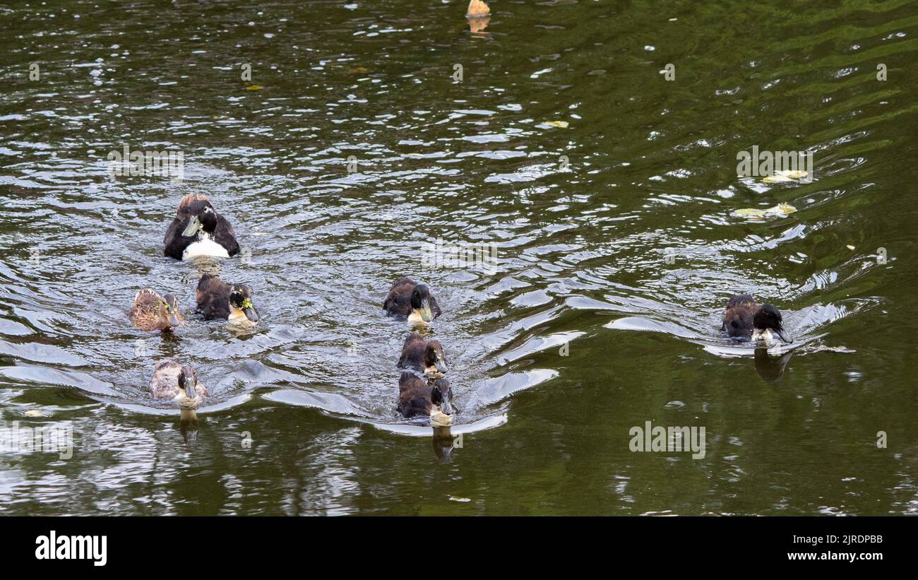 Flock of ducks swimming in the creek. Top view of eight ducks swimming ...