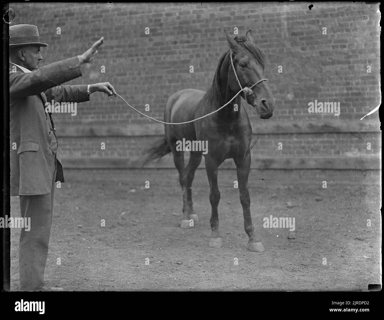 Historic horse image Black and White Stock Photos & Images - Alamy