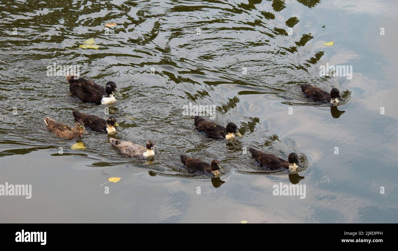 Flock of ducks swimming in the creek. Top view of eight ducks swimming ...