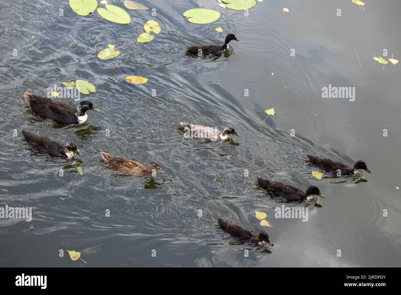 Flock of ducks swimming in the creek. Top view of eight ducks swimming ...