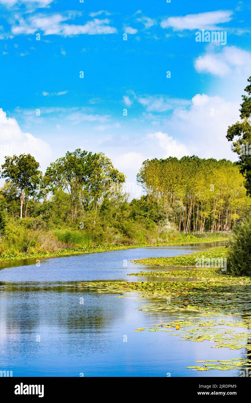 Meandering river running through the forest. Blue sky and green yellow ...