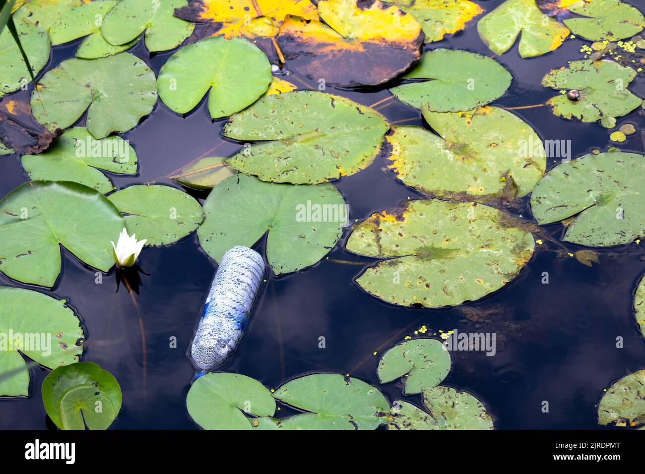Plastic bottle waste among lotus plants. Empty used dirty plastic ... Plastic bottle waste among lotus plants. Empty used dirty plastic ...