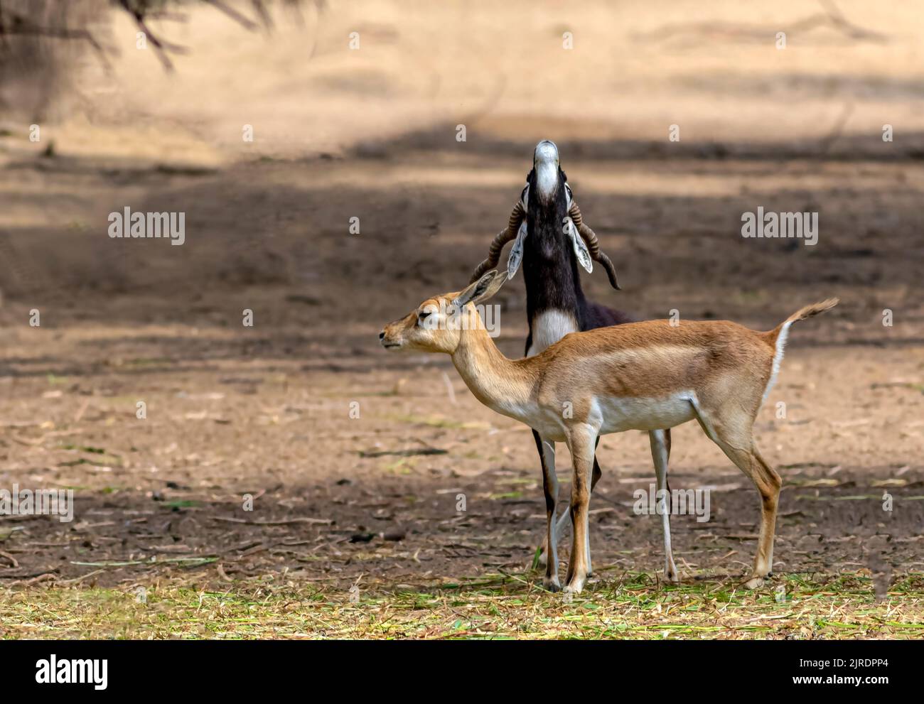 flock of blackbuck in the desert , The blackbuck, also known as the ...