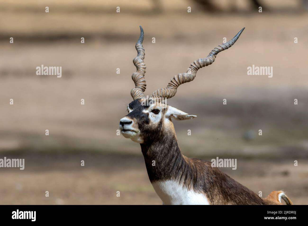 flock of blackbuck in the desert , The blackbuck, also known as the ...