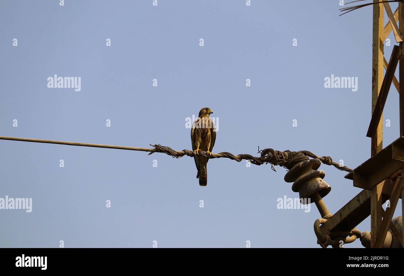 Common Kestrel bird (Falco tinnunculus) standing on electricity wires ...