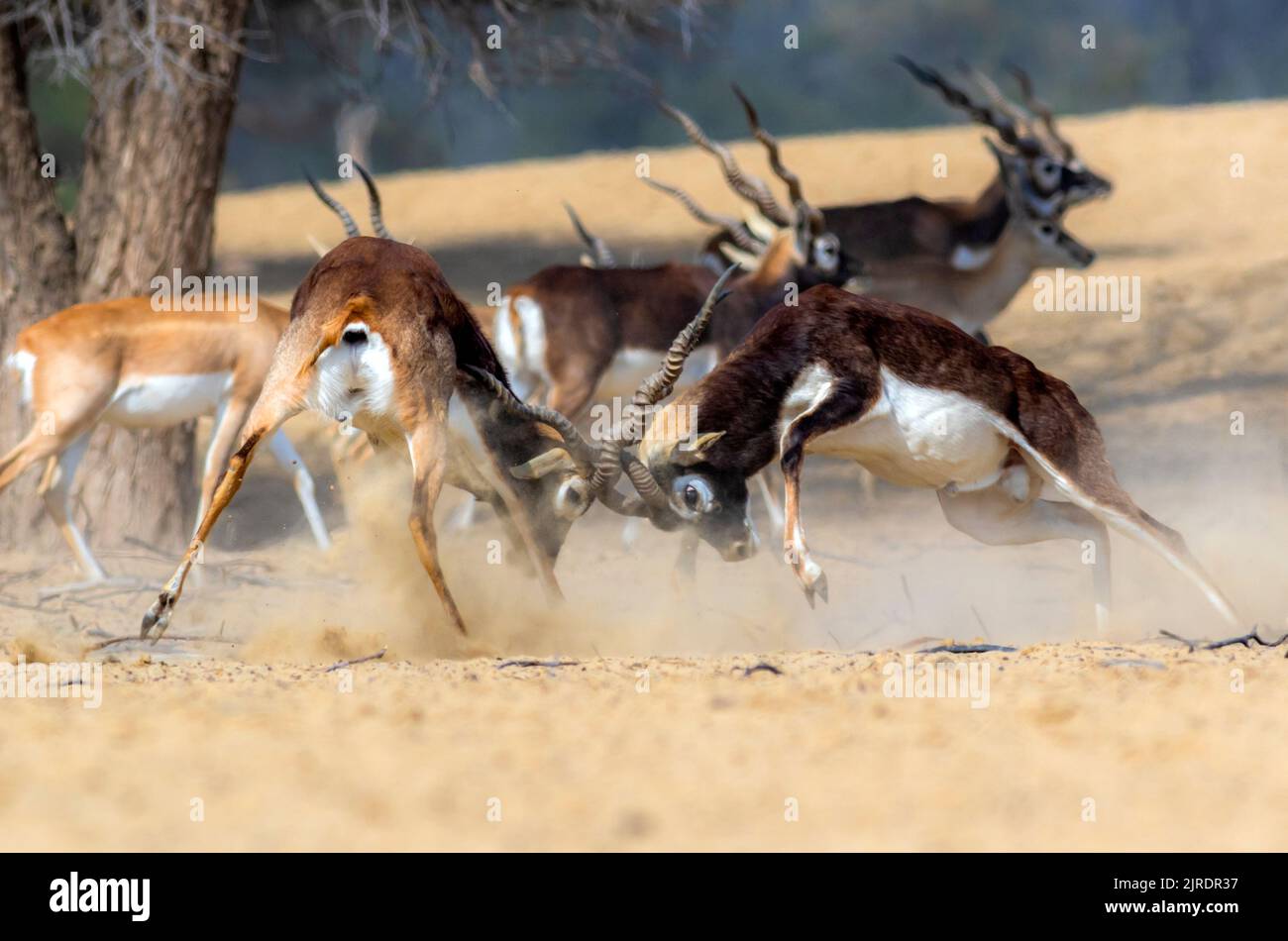 flock of blackbuck in the desert , The blackbuck, also known as the ...
