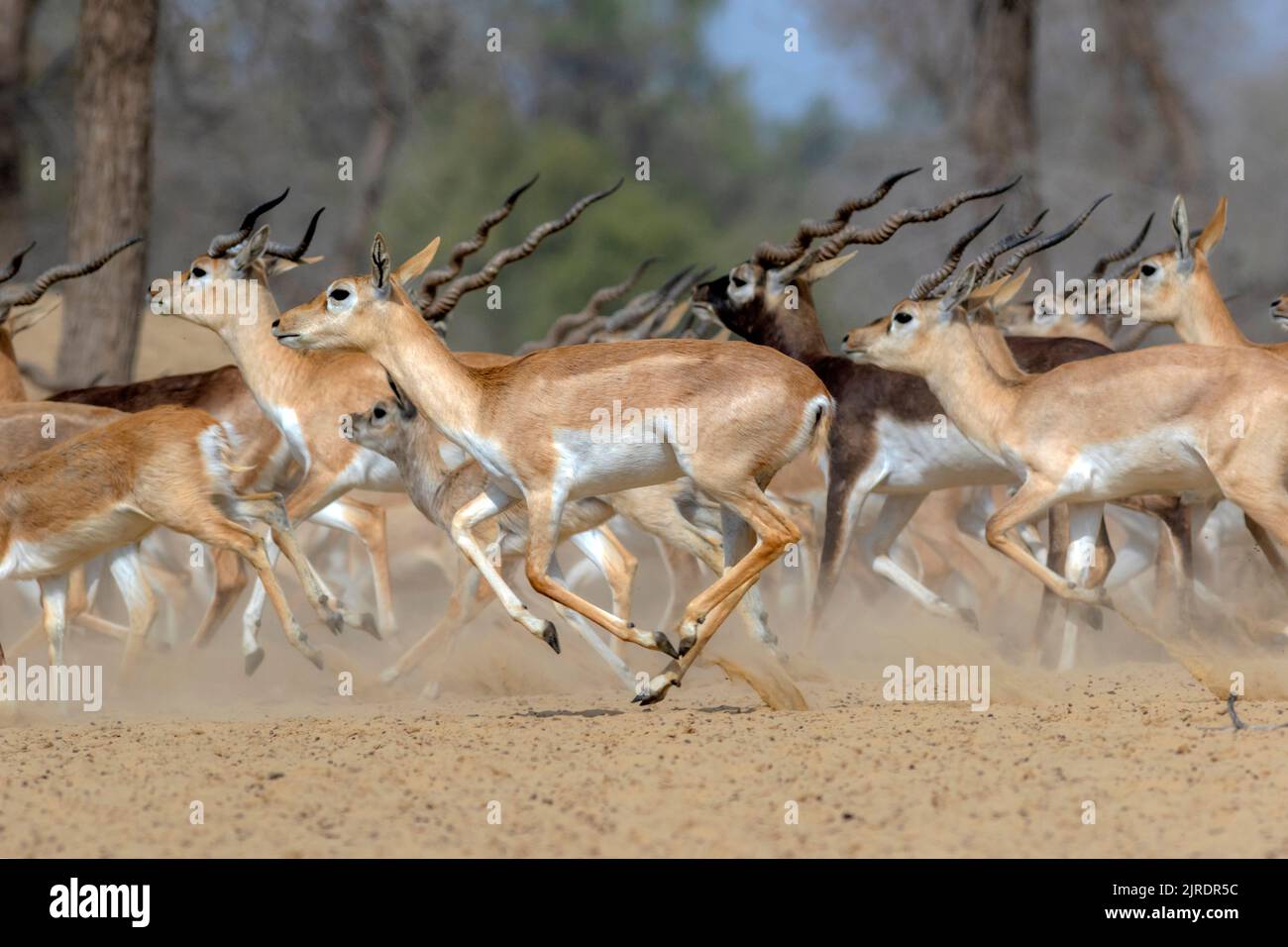 flock of blackbuck in the desert , The blackbuck, also known as the ...
