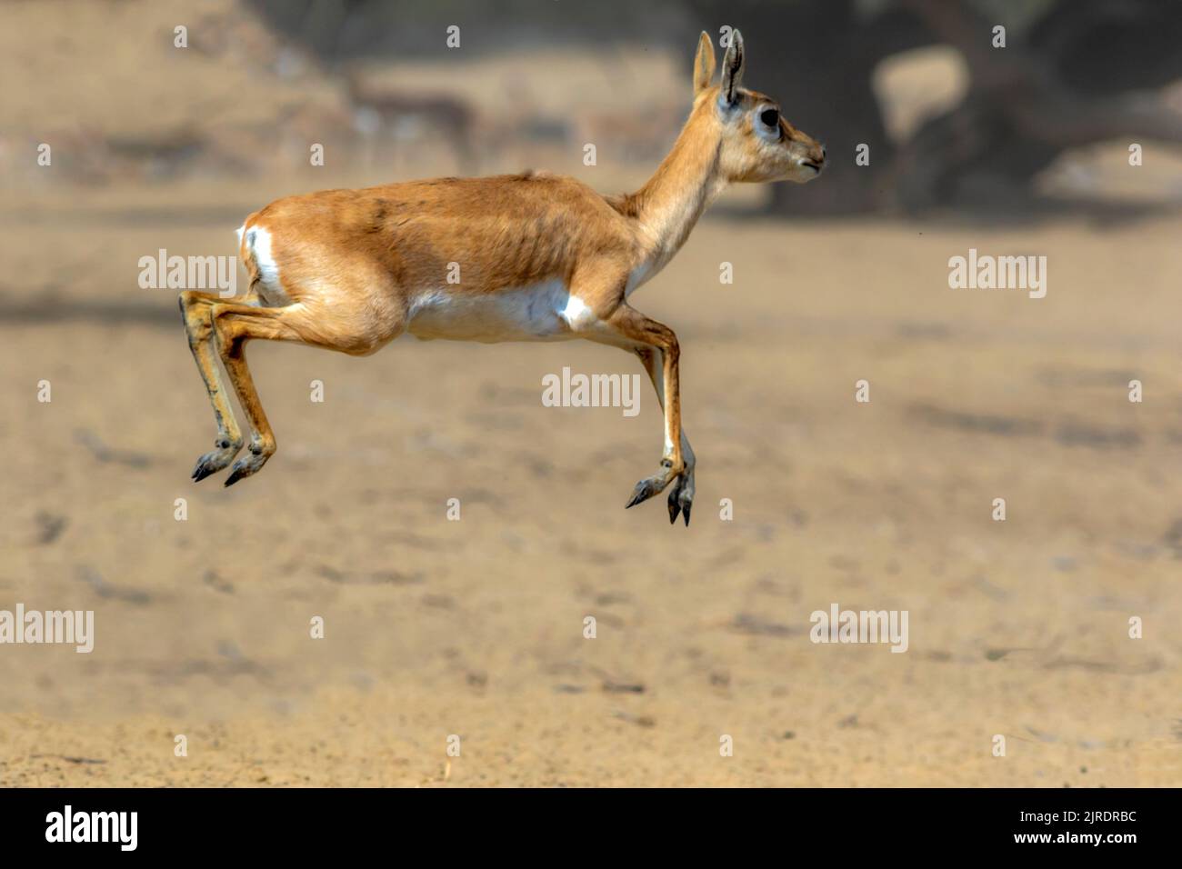 flock of blackbuck in the desert , The blackbuck, also known as the ...
