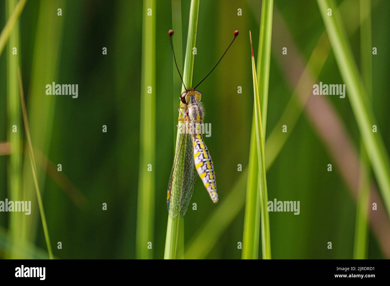 beautiful insect at the farms of west bank of Nile in Luxor, Egypt ...