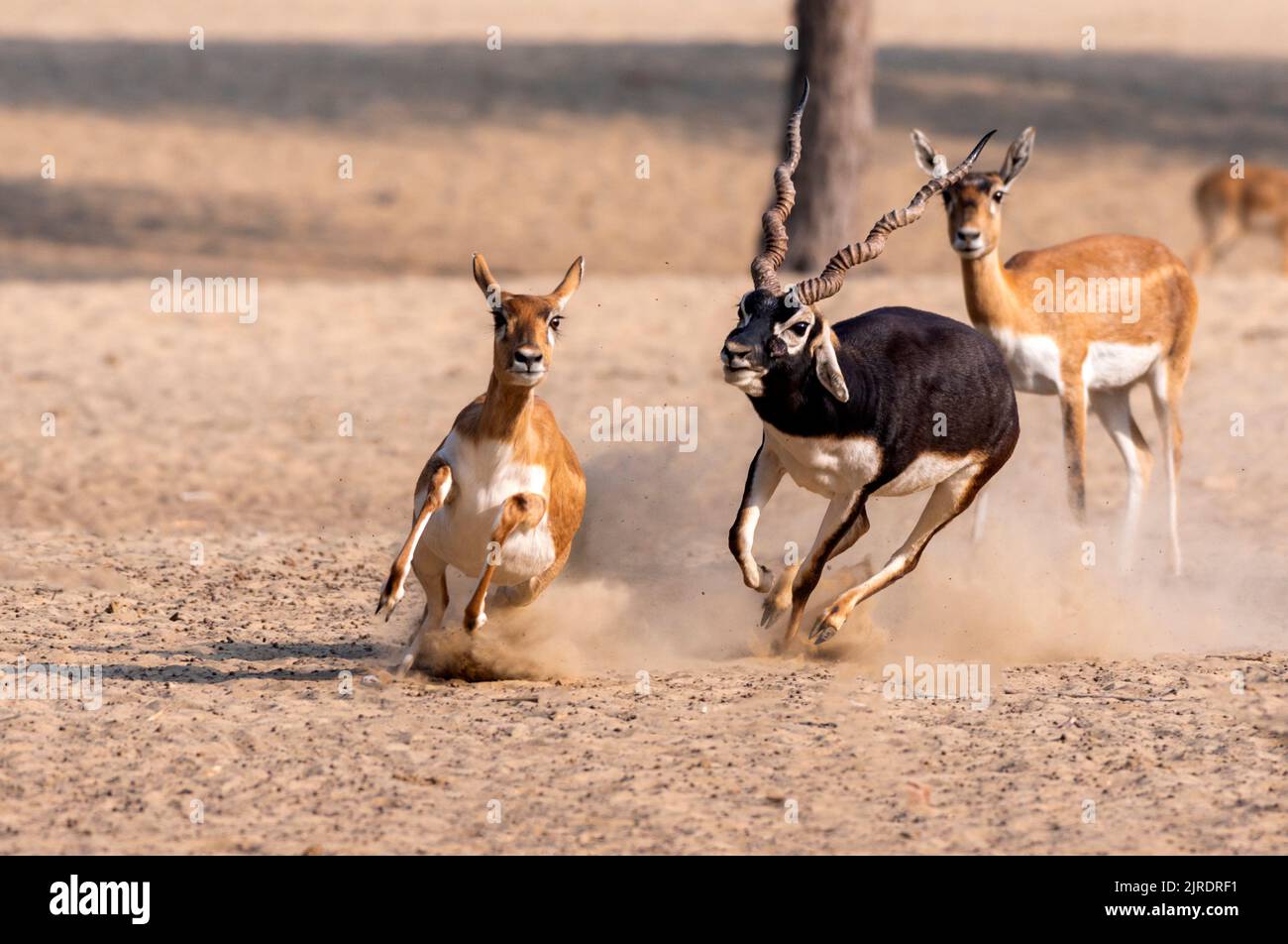 flock of blackbuck in the desert , The blackbuck, also known as the ...