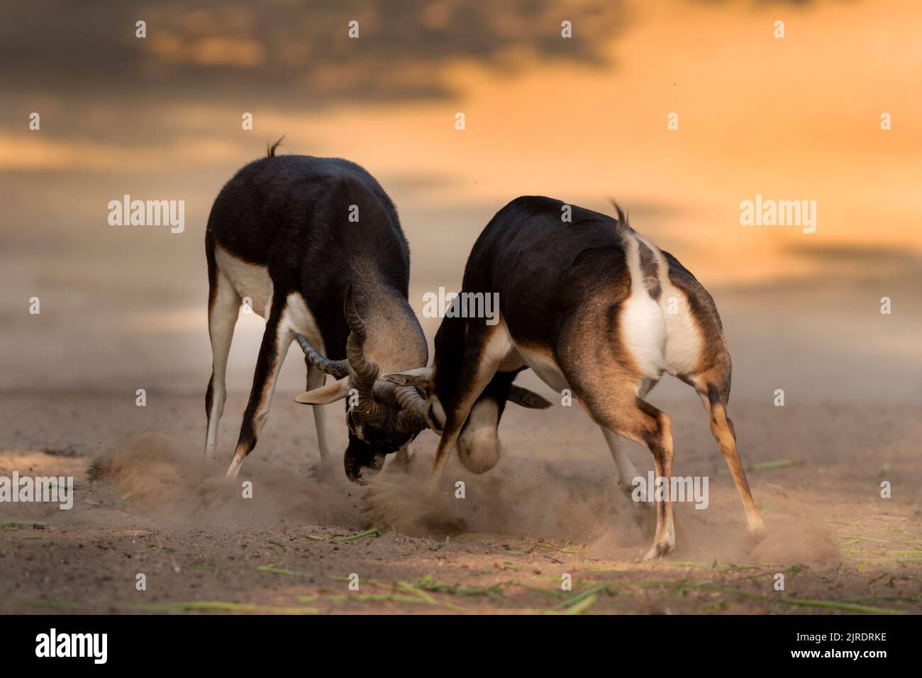 flock of blackbuck in the desert , The blackbuck, also known as the ...