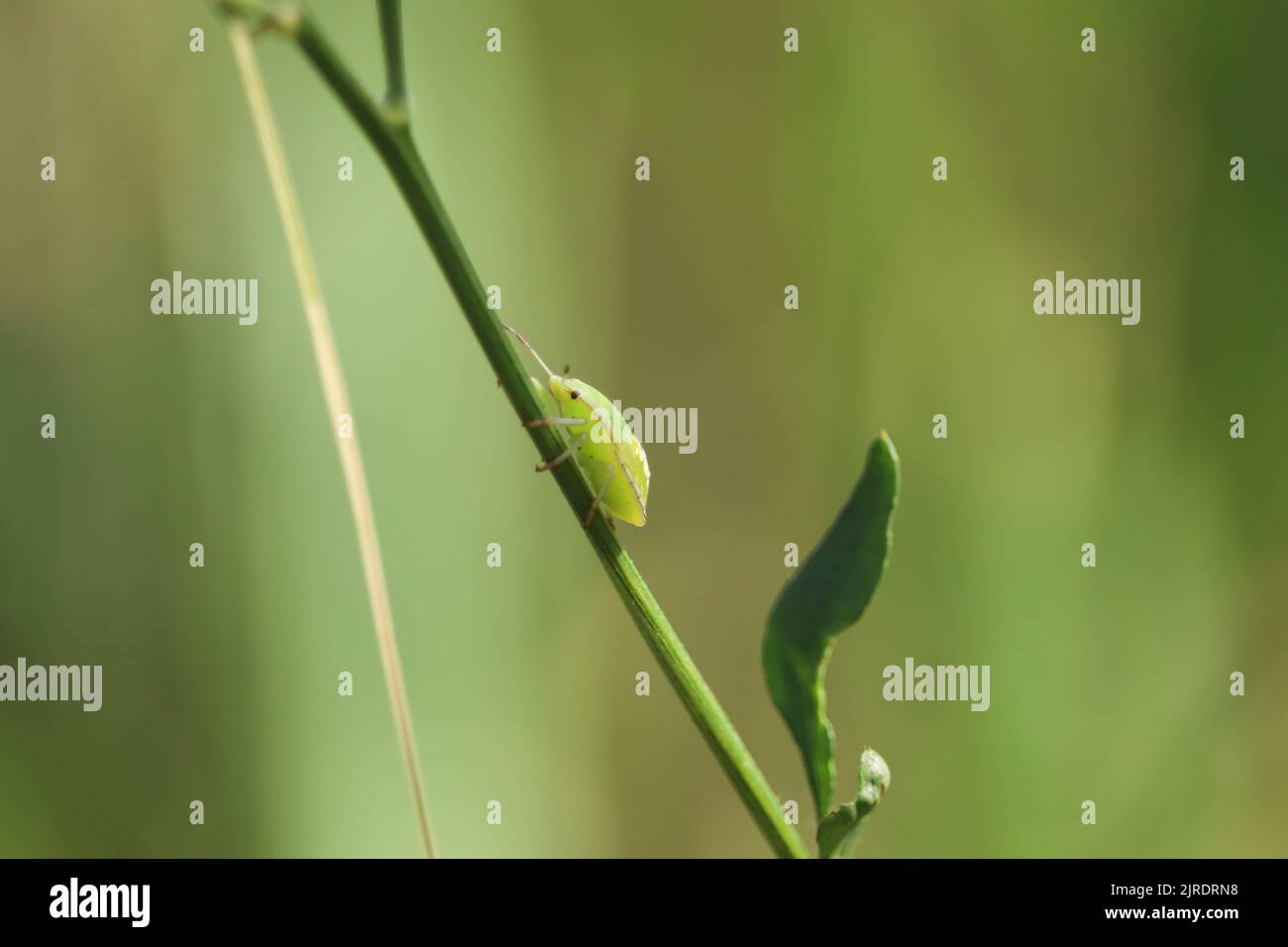 Green stink bug or green soldier bug (Chinavia hilaris) at the farms of ...