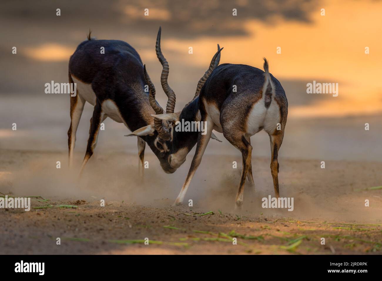 flock of blackbuck in the desert , The blackbuck, also known as the ...